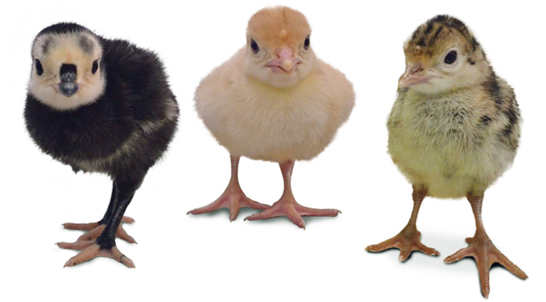 Turkeys – Frey's Hatchery