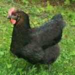 Chickens – Frey's Hatchery