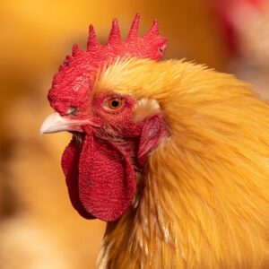Frey's Hatchery – Welcome