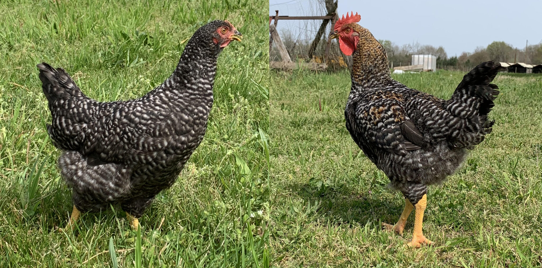 Chickens – Frey's Hatchery