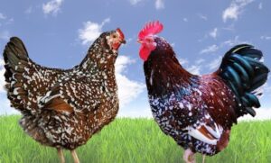 Chickens – Frey's Hatchery